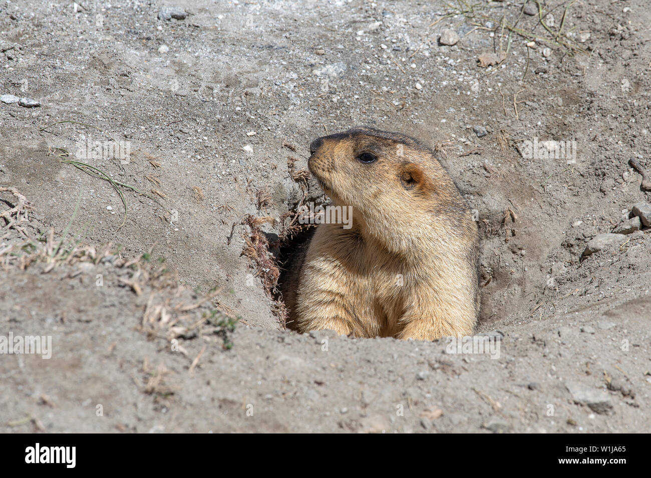 Funny marmot peeking out of a burrow in Himalayas mountain, Ladakh ...