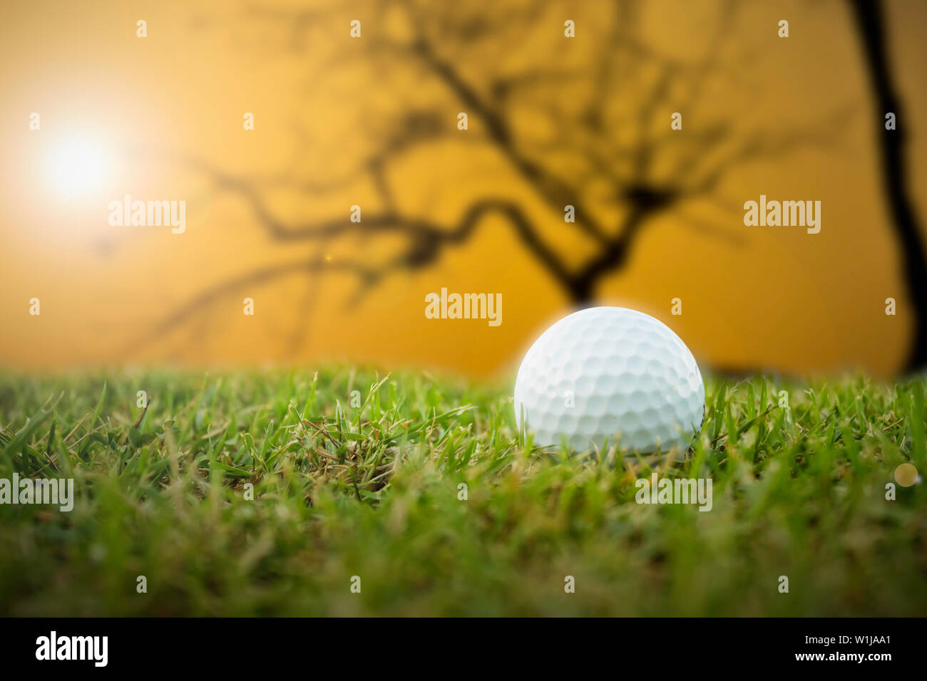 golf-ball on course Stock Photo - Alamy