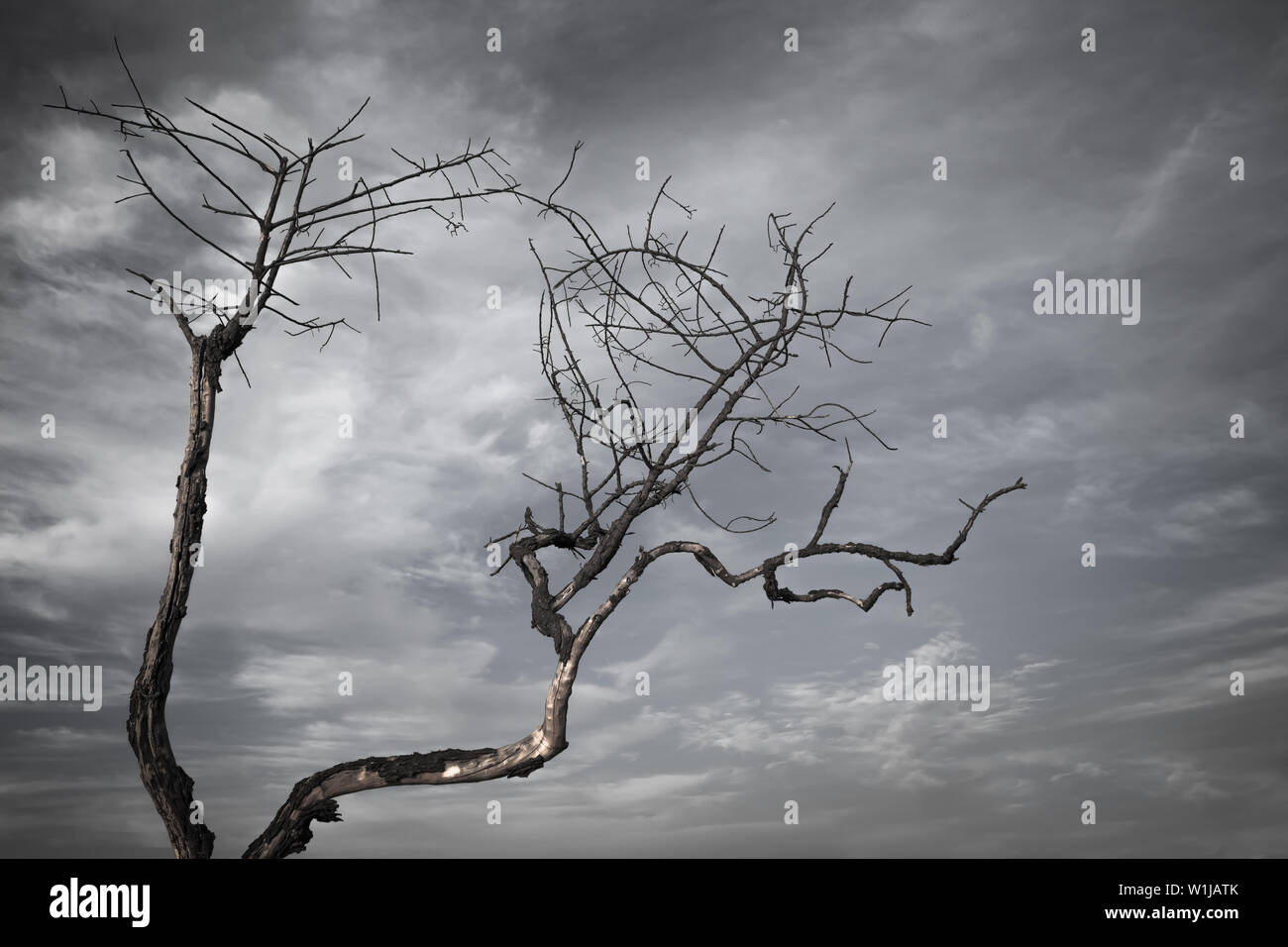 Dead tree drawn in black and white Stock Photo - Alamy