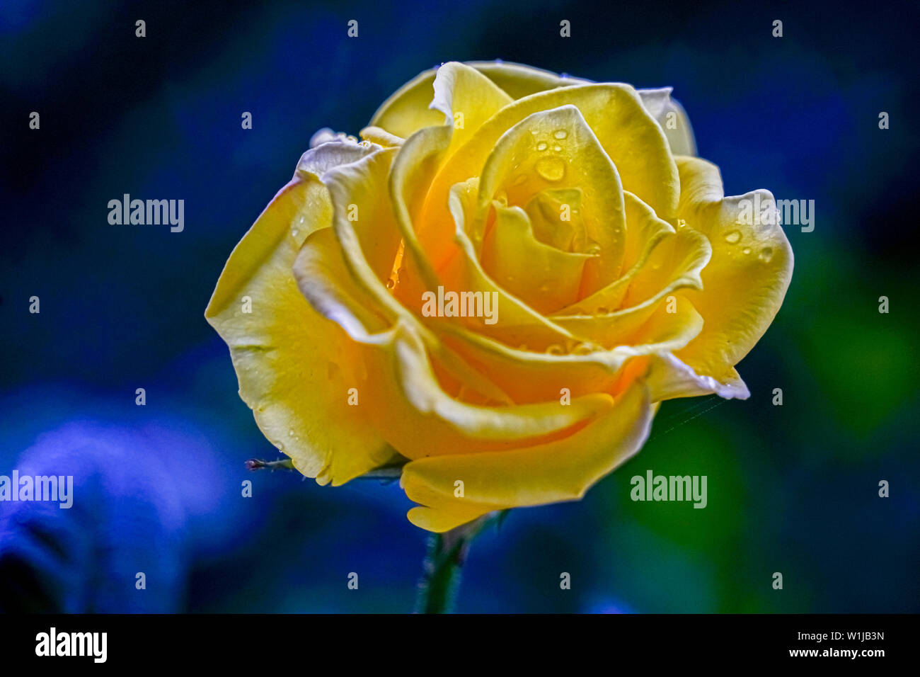 Cultivated perfection hi-res stock photography and images - Alamy