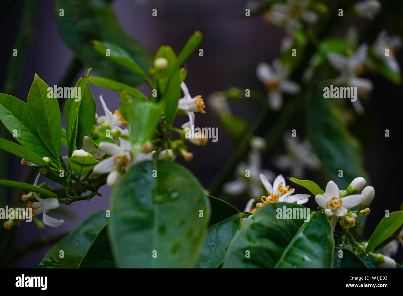 Orange tree blossoms flowering Orange tree. Photographed in Israel in ...