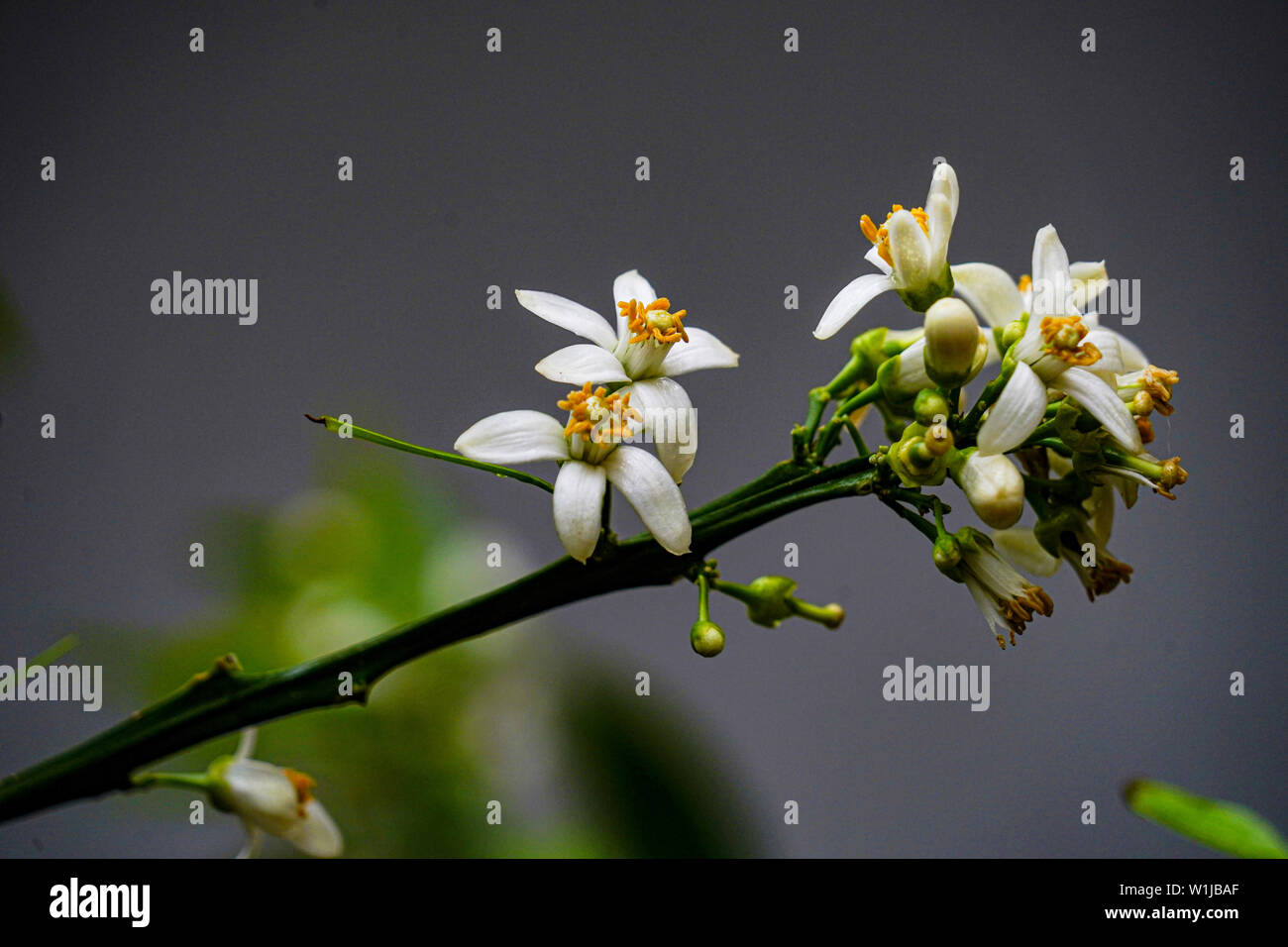 Orange tree blossoms flowering Orange tree. Photographed in Israel in ...