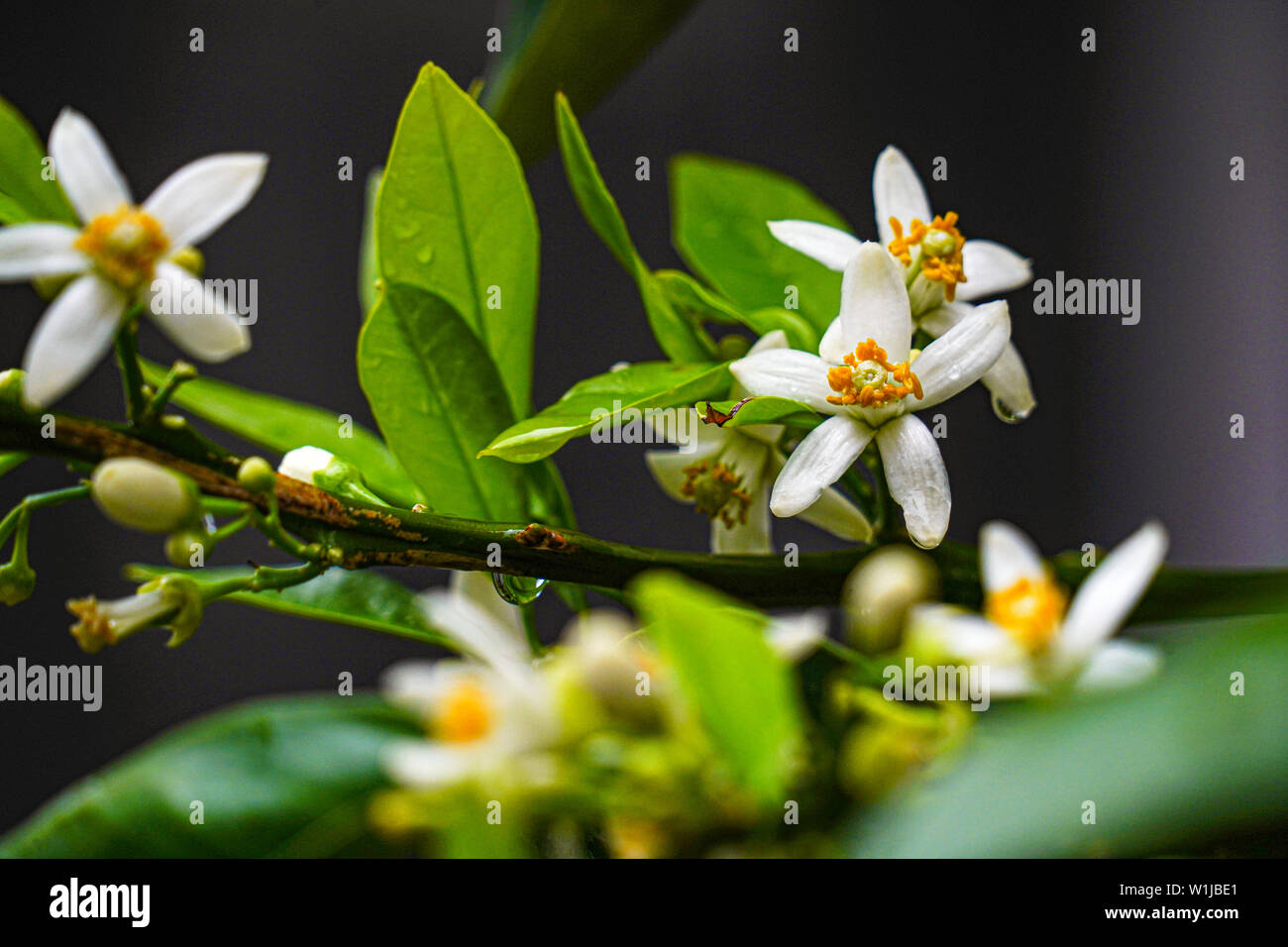 Orange tree blossoms flowering Orange tree. Photographed in Israel in ...