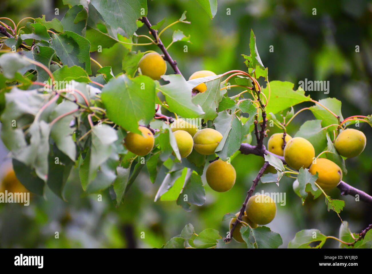 pears on a tree Stock Photo - Alamy
