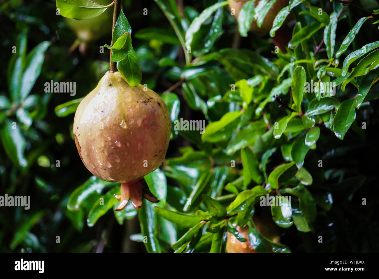 Dalim tree hi-res stock photography and images - Alamy