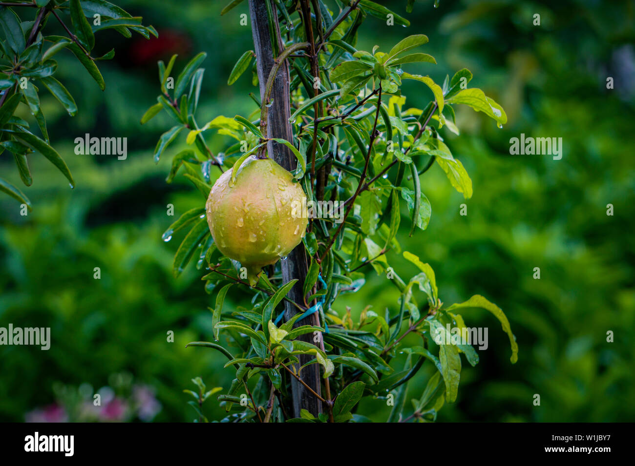 Dalim tree hi-res stock photography and images - Alamy