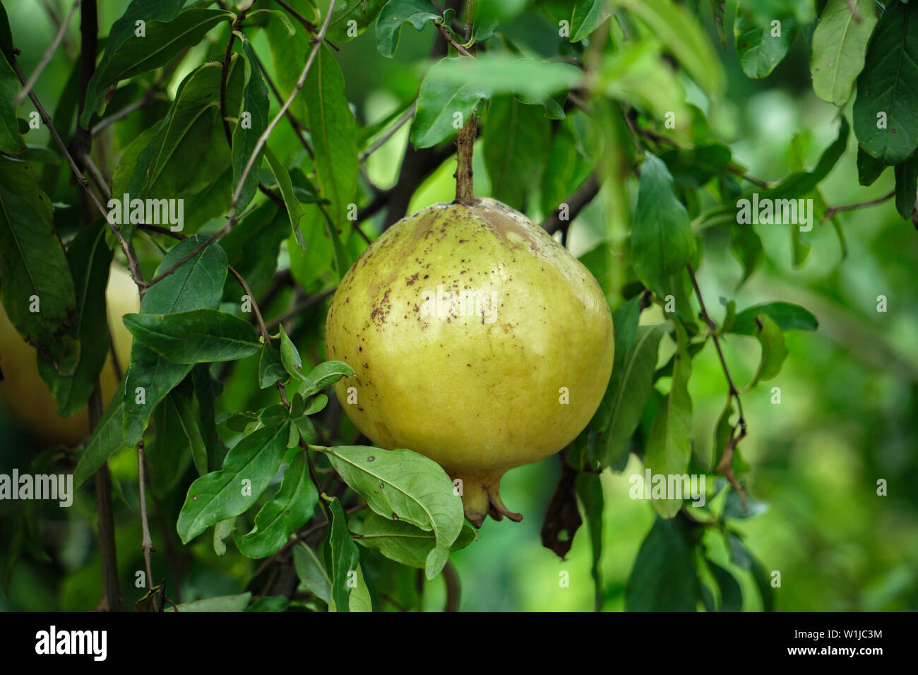Isolated Green pomegranate (Dalim) fruit on the tree in leaves, Blur ...