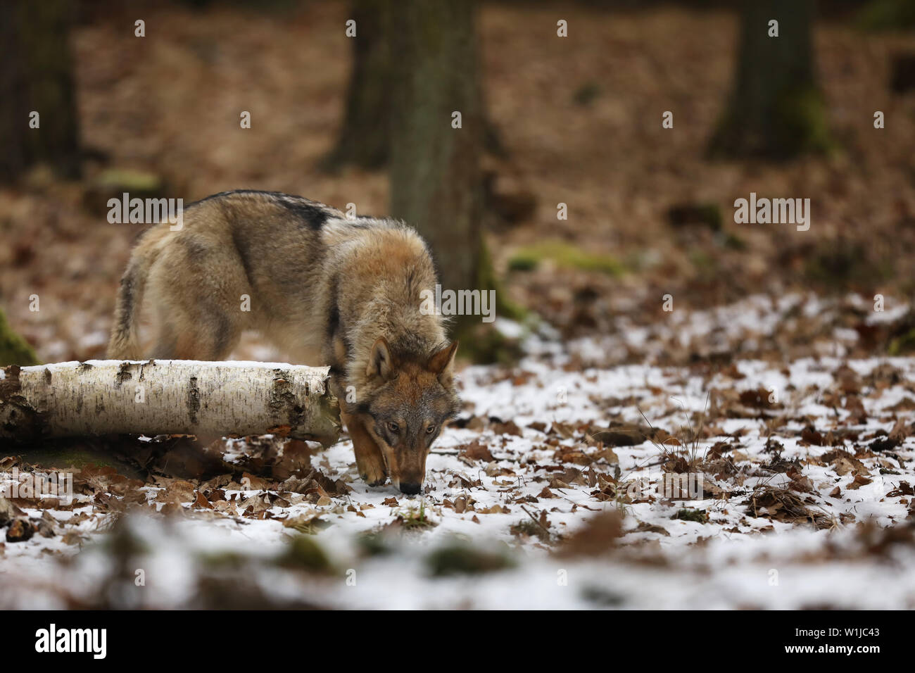 Wolf predator hi-res stock photography and images - Alamy