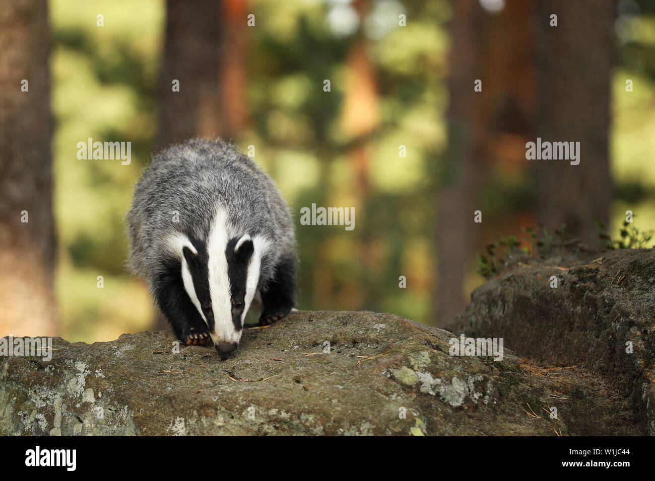 Portrait of young badger in forest in summer - Meles meles Stock Photo ...