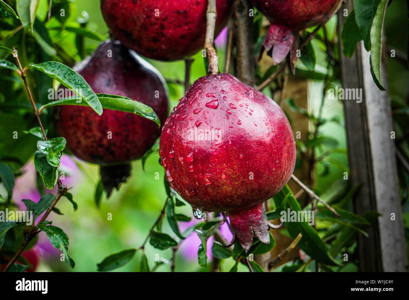Dalim tree hi-res stock photography and images - Alamy
