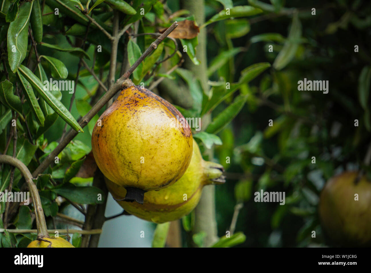 Dalim tree hi-res stock photography and images - Alamy