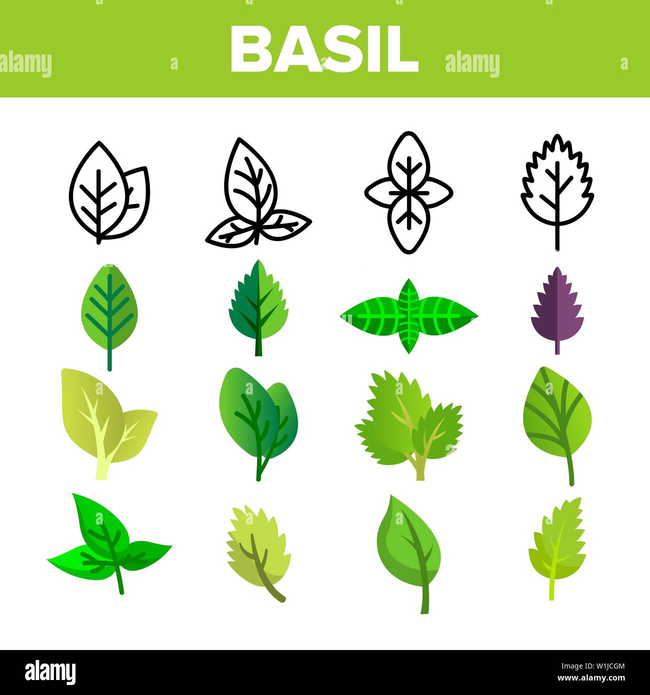 Basil Leaves Vector Thin Line Icons Set Stock Vector Image & Art - Alamy