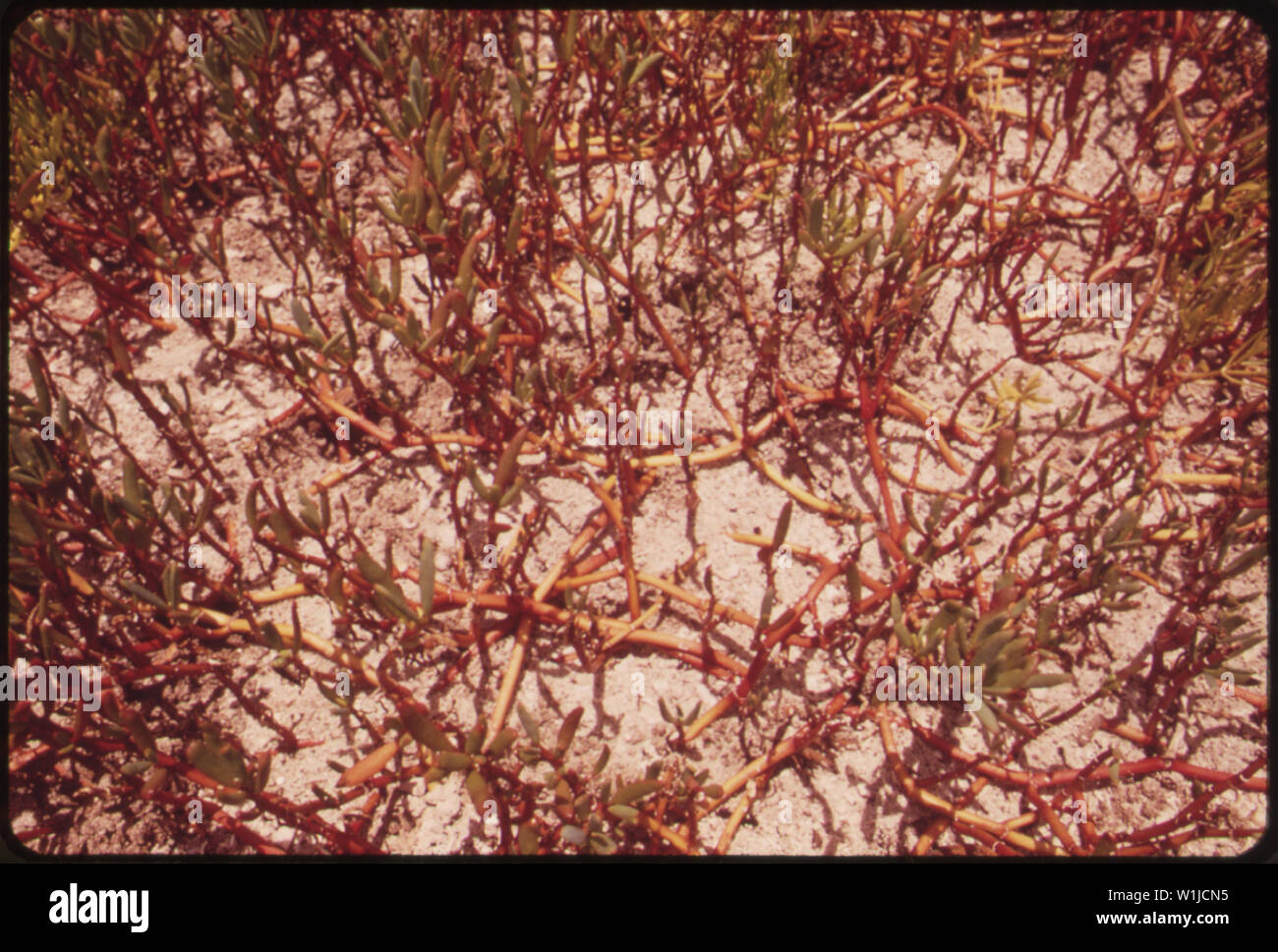 Tangled branches of mangrove at ohio hi-res stock photography and ...