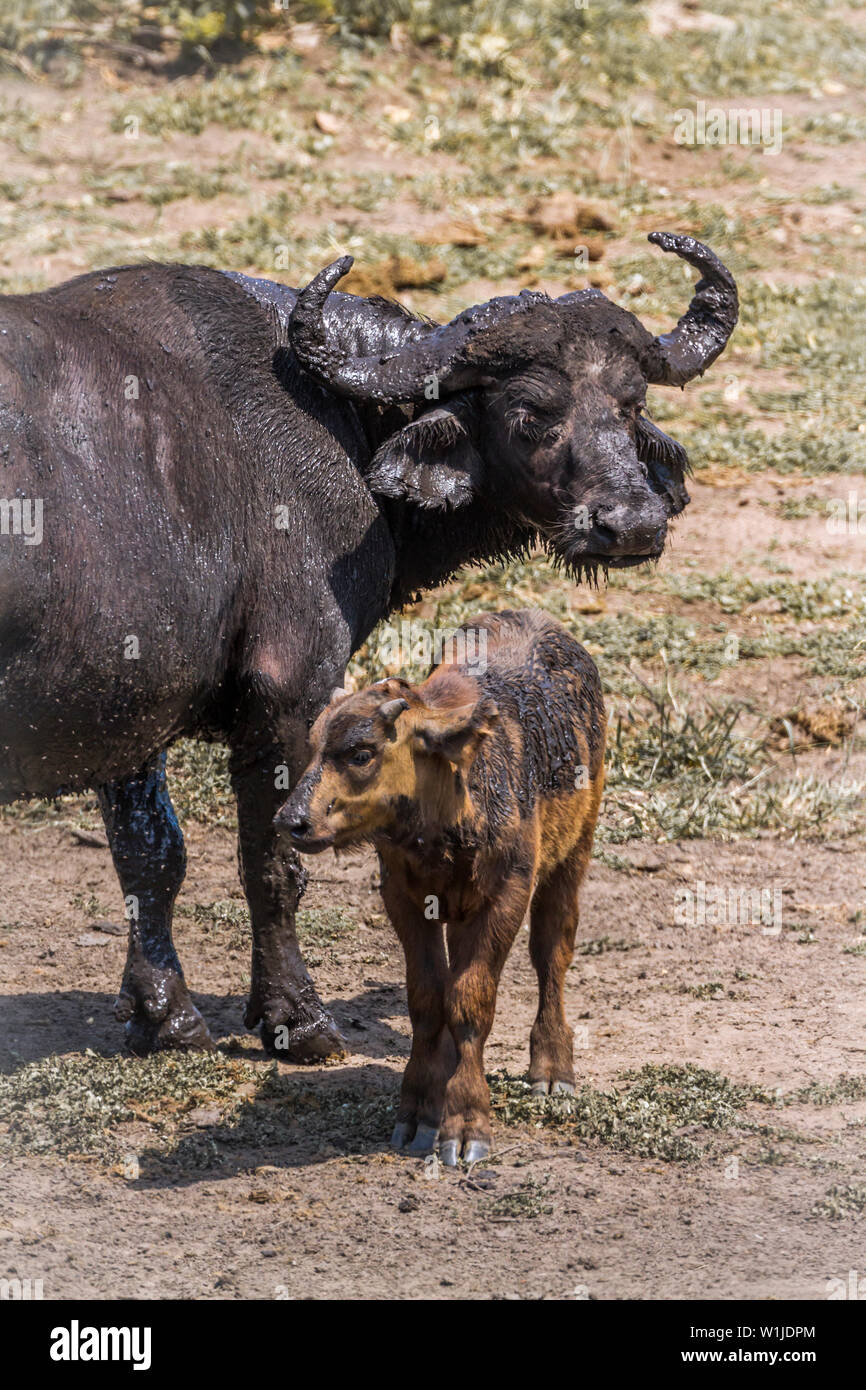 Cute baby buffalo hi-res stock photography and images - Alamy