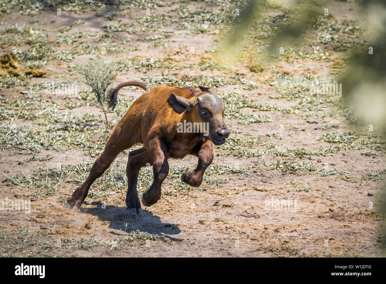 African buffalo calf running in Kruger National park, South Africa ...