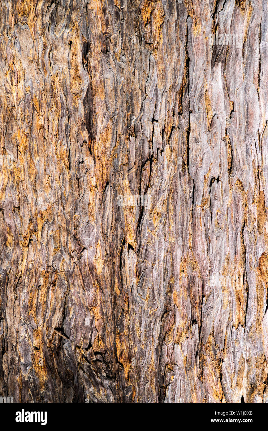 Redwood Bark Texture