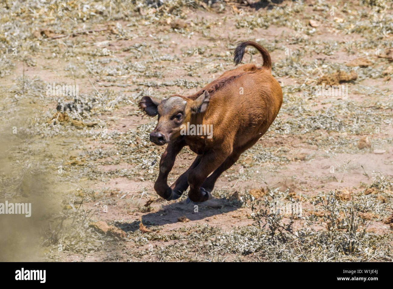 African buffalo calf running in Kruger National park, South Africa ...