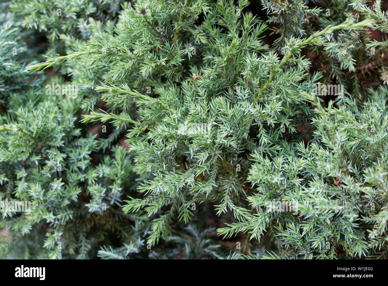 Chinese juniper hi-res stock photography and images - Alamy