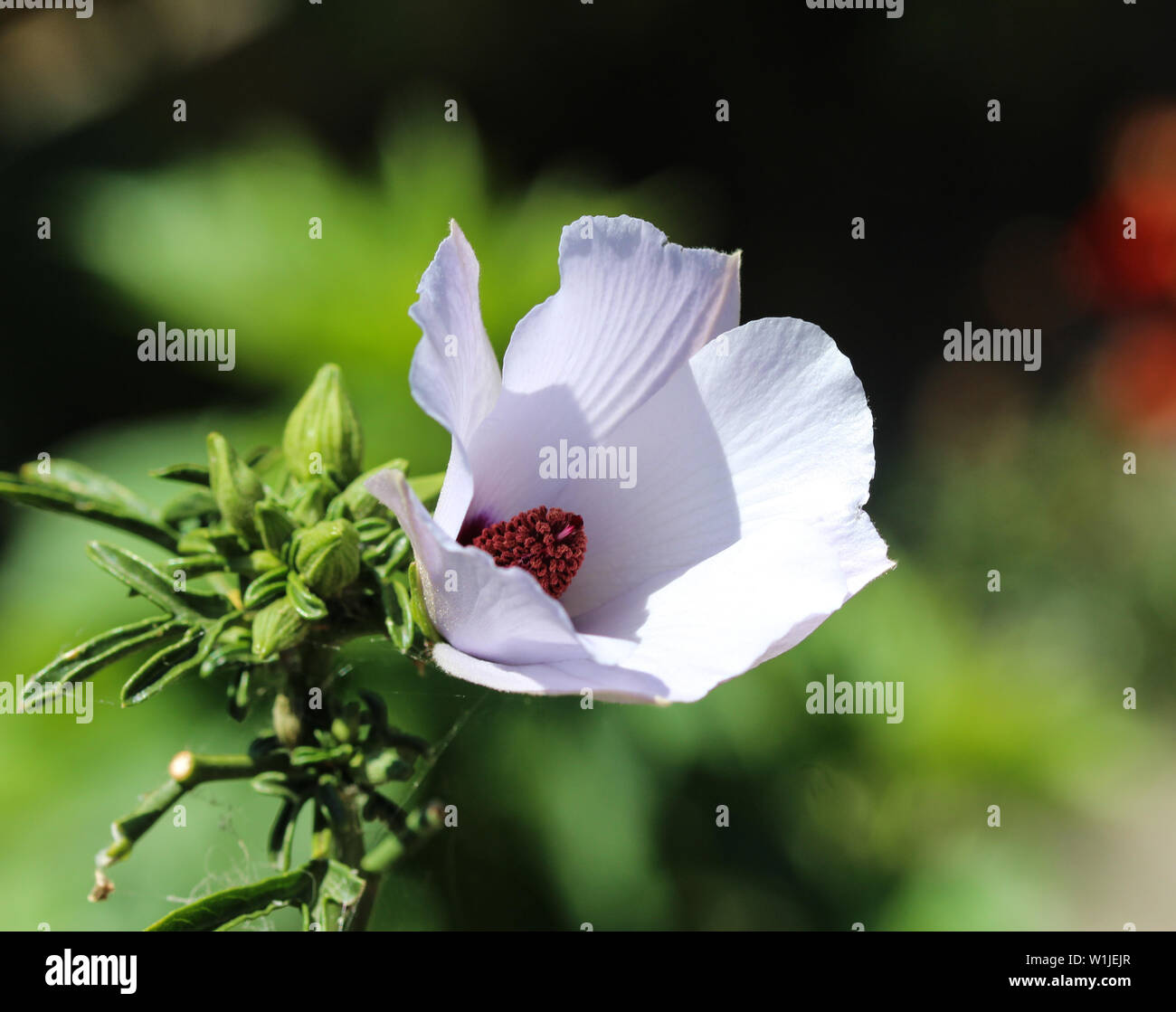 Marshmallow officinalis hi-res stock photography and images - Alamy