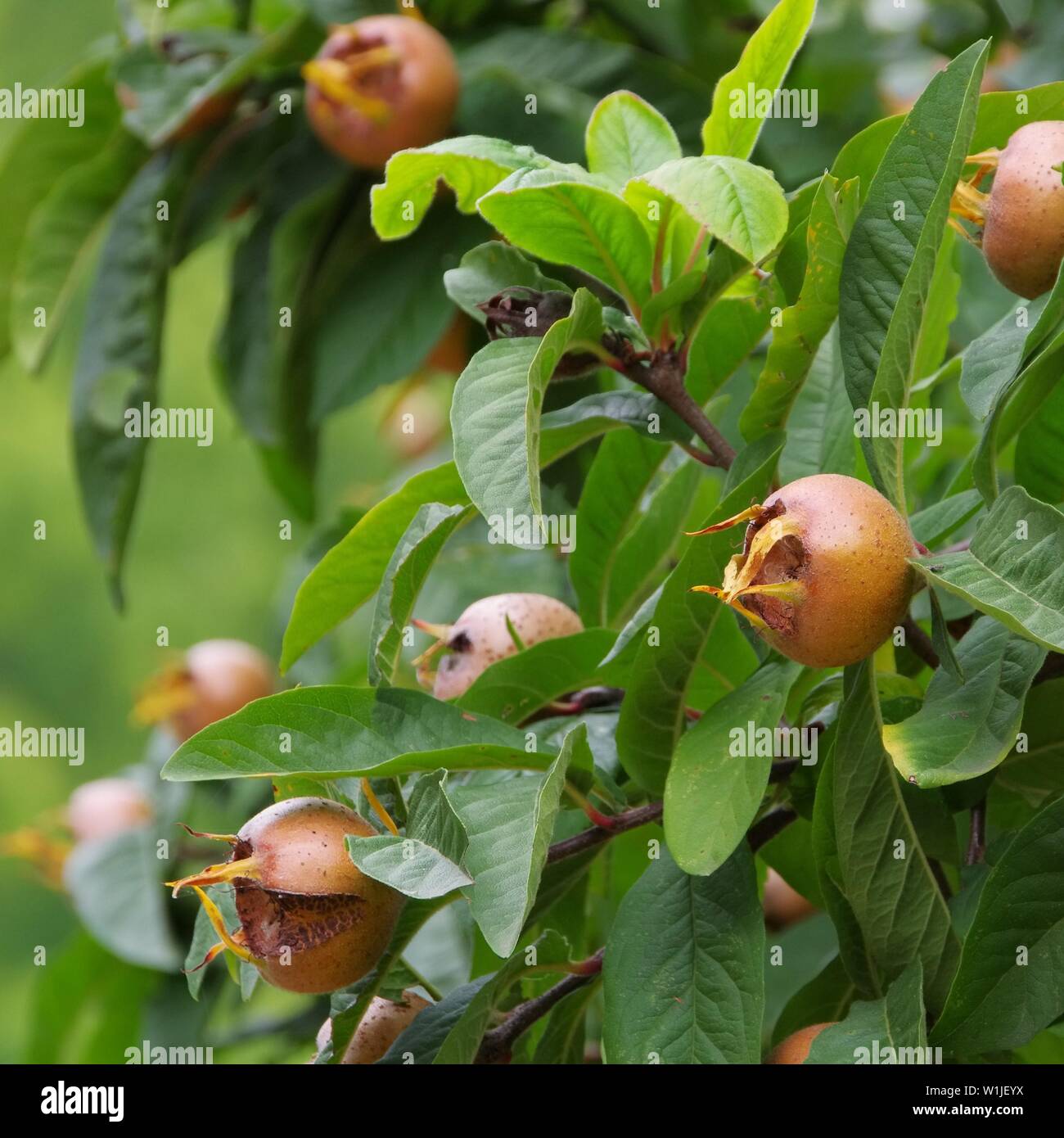Mispel am Baum - common medlar on tree 03 Stock Photo - Alamy