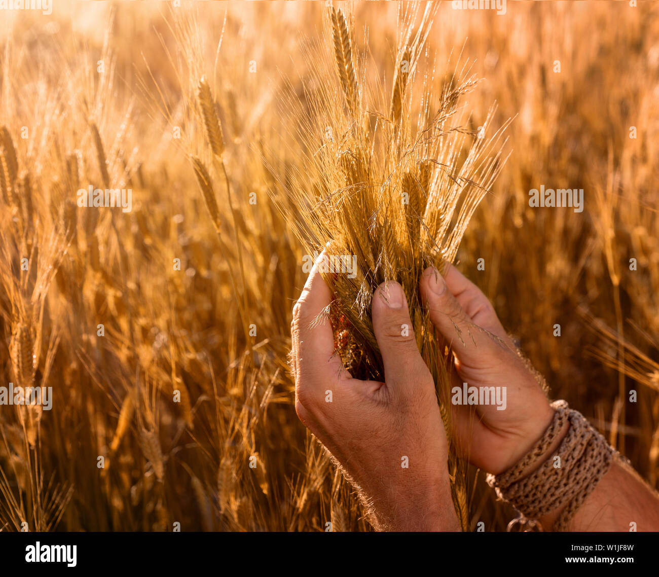 Farmer hands holding handful wheat hi-res stock photography and images ...