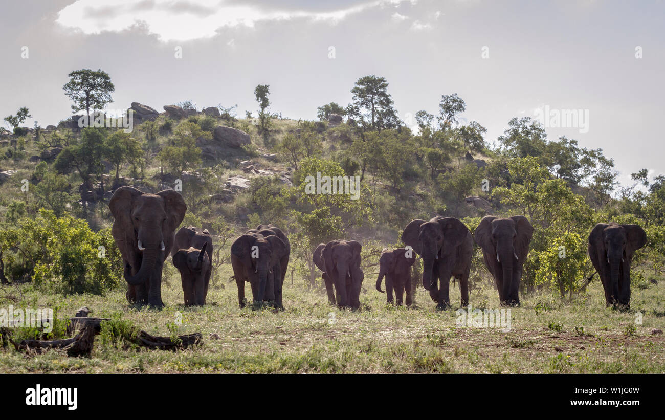 African bush elephant herd walking in front view in Kruger National ...