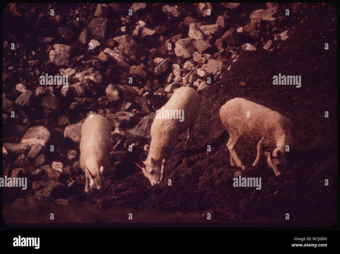 THREE YOUNG DALL SHEEP AT THE WEST SALT LICK IN THE ATIGUN GORGE, FOUR ...