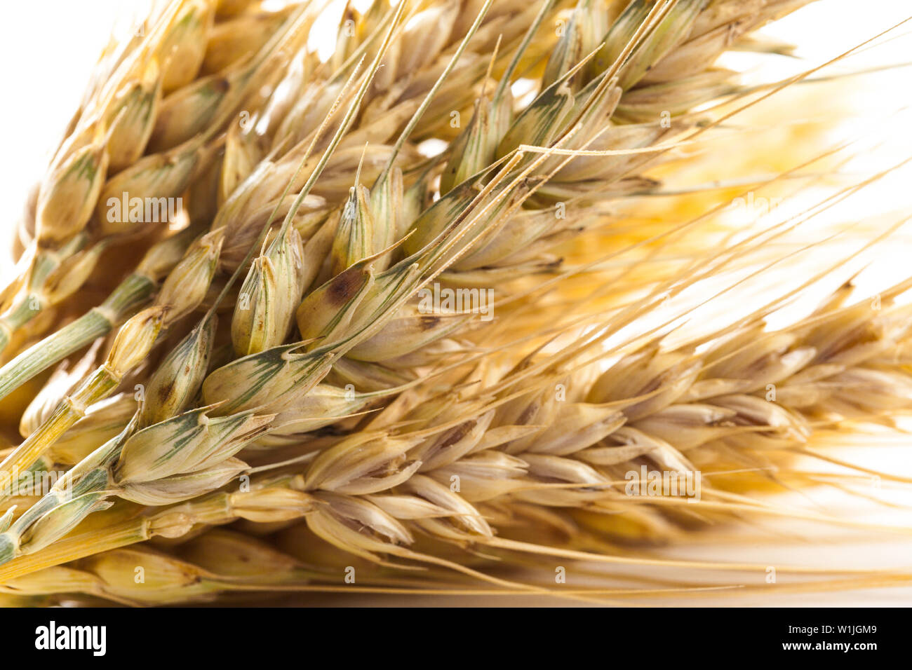 wheat ears isolated on white background Stock Photo - Alamy