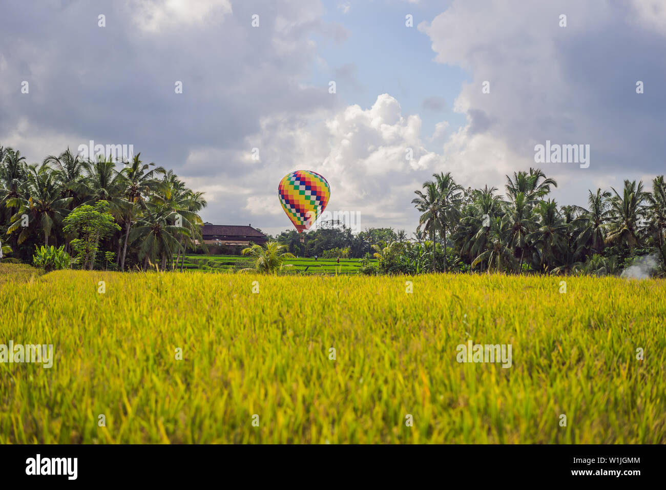 hot air balloon over the green paddy field. Composition of nature and ...