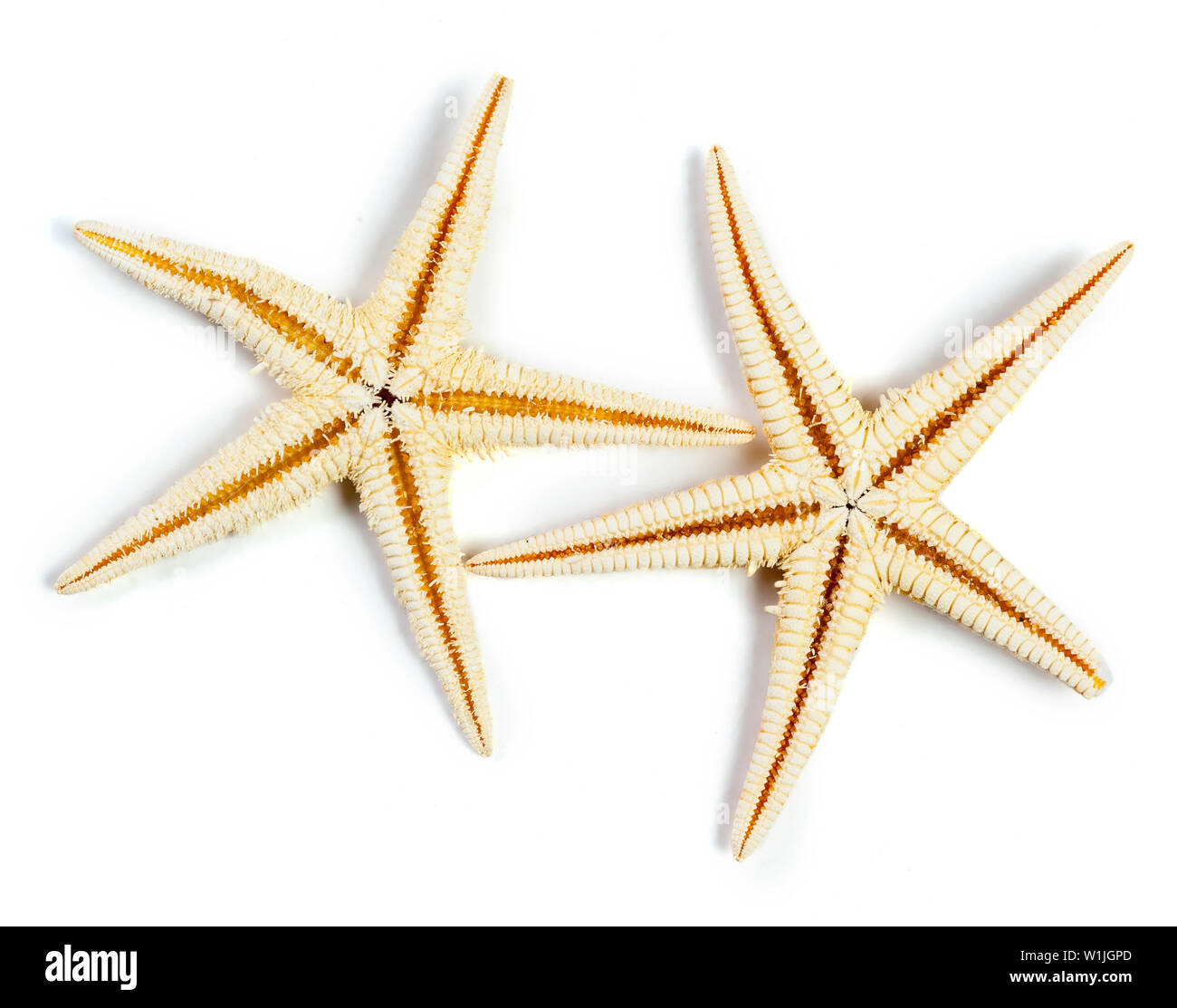 seashells isolated on white background Stock Photo - Alamy