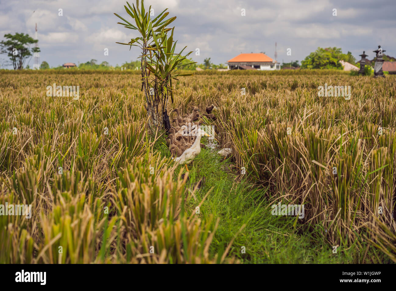 Ducks on rice field in hi-res stock photography and images - Alamy