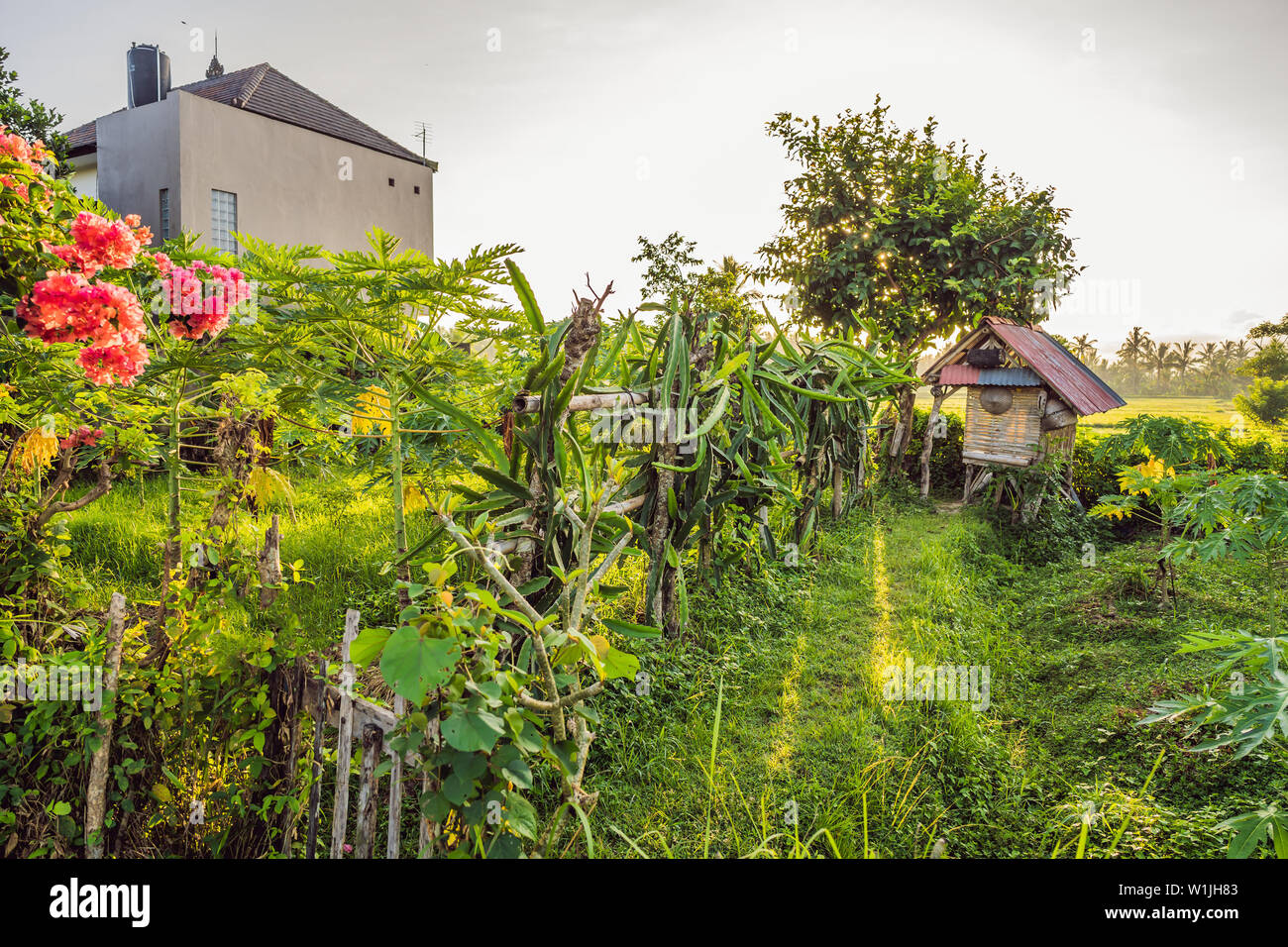 Dragon fruit on plant, Raw Pitaya fruit on tree, A pitaya or pitahaya ...