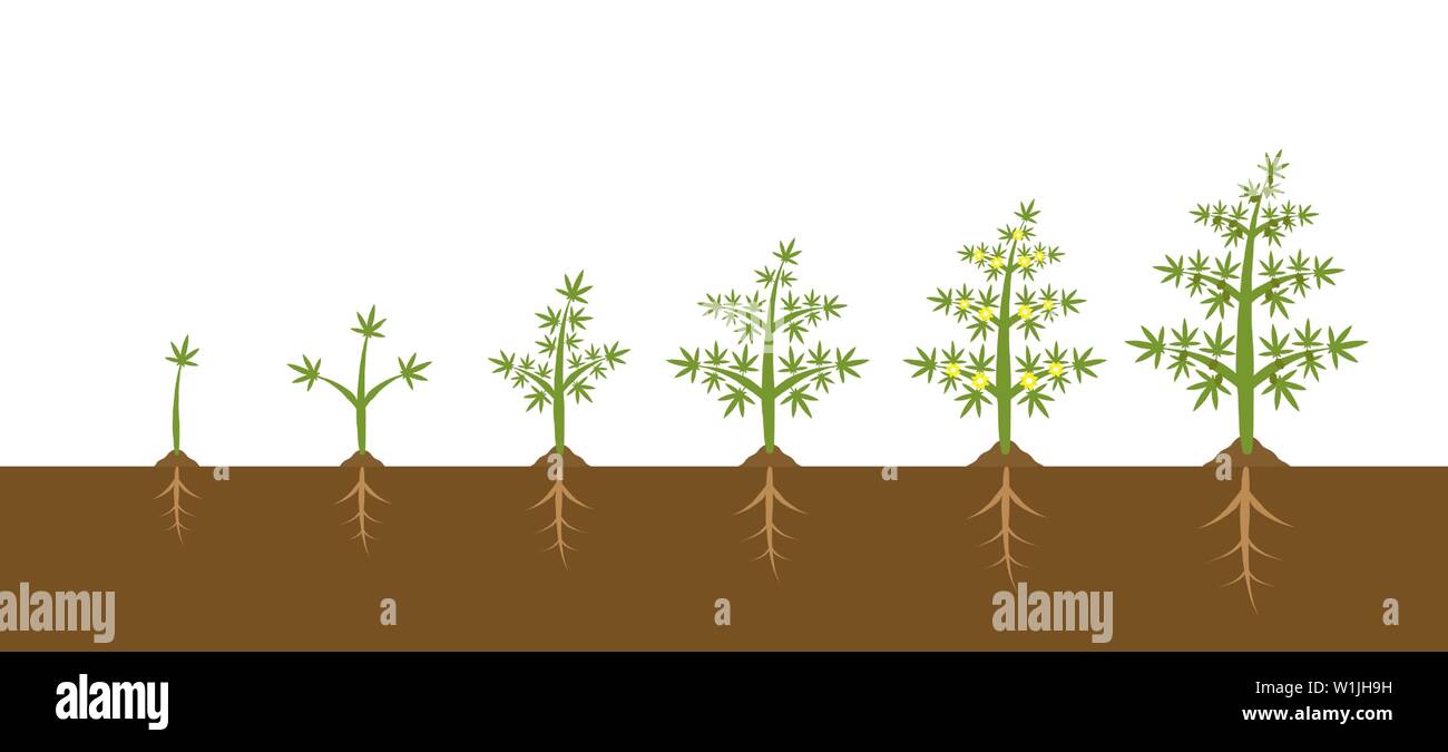 Seed Growth Stages High Resolution Stock Photography and Images - Alamy