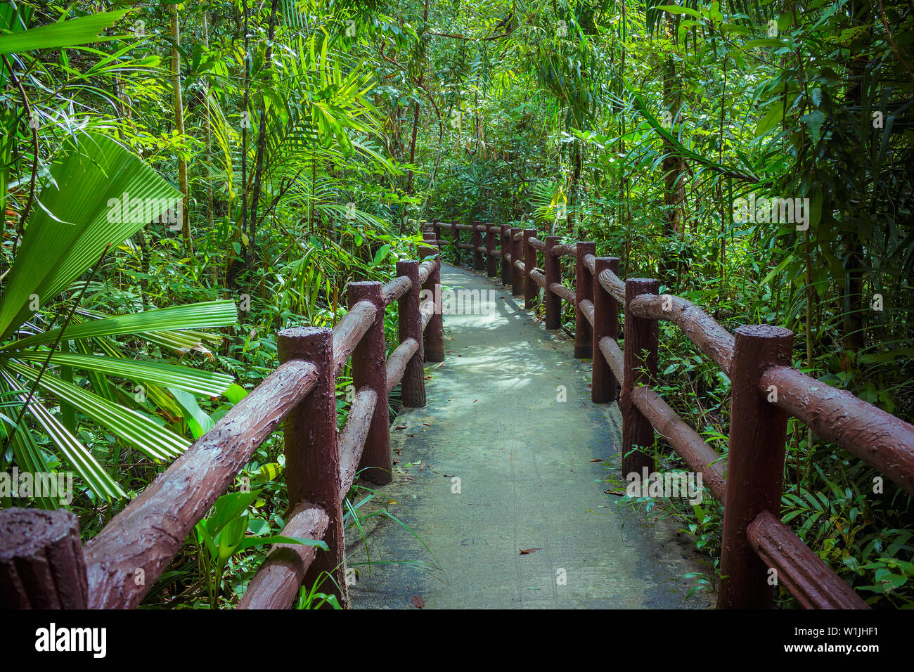 walkway through the treetops in a rainforest Stock Photo - Alamy