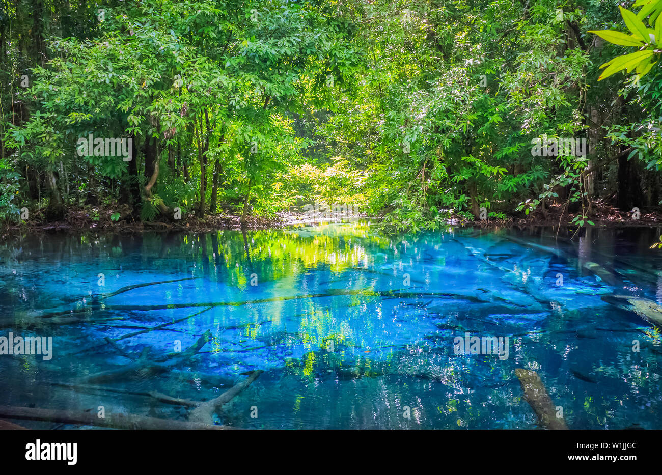 Pool in the forest hi-res stock photography and images - Alamy