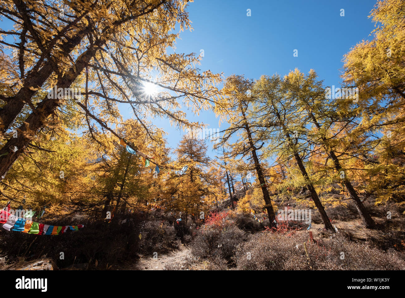 Autumn pine forest with sunlight shining with colorful flags prayer in ...