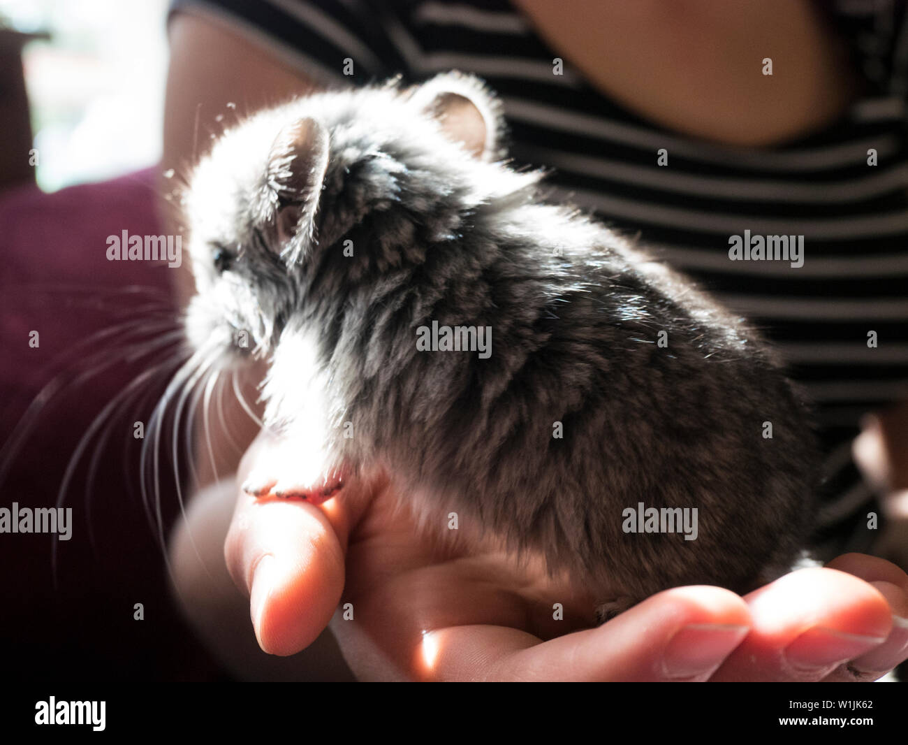 Chinchilla hand hi-res stock photography and images - Alamy