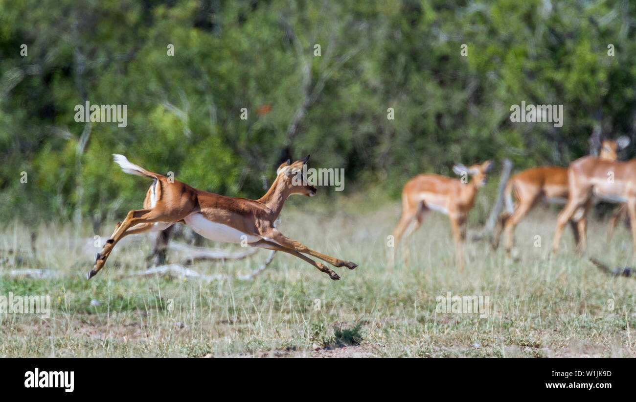 Common Impala in Kruger National park, South Africa ; Specie Aepyceros ...