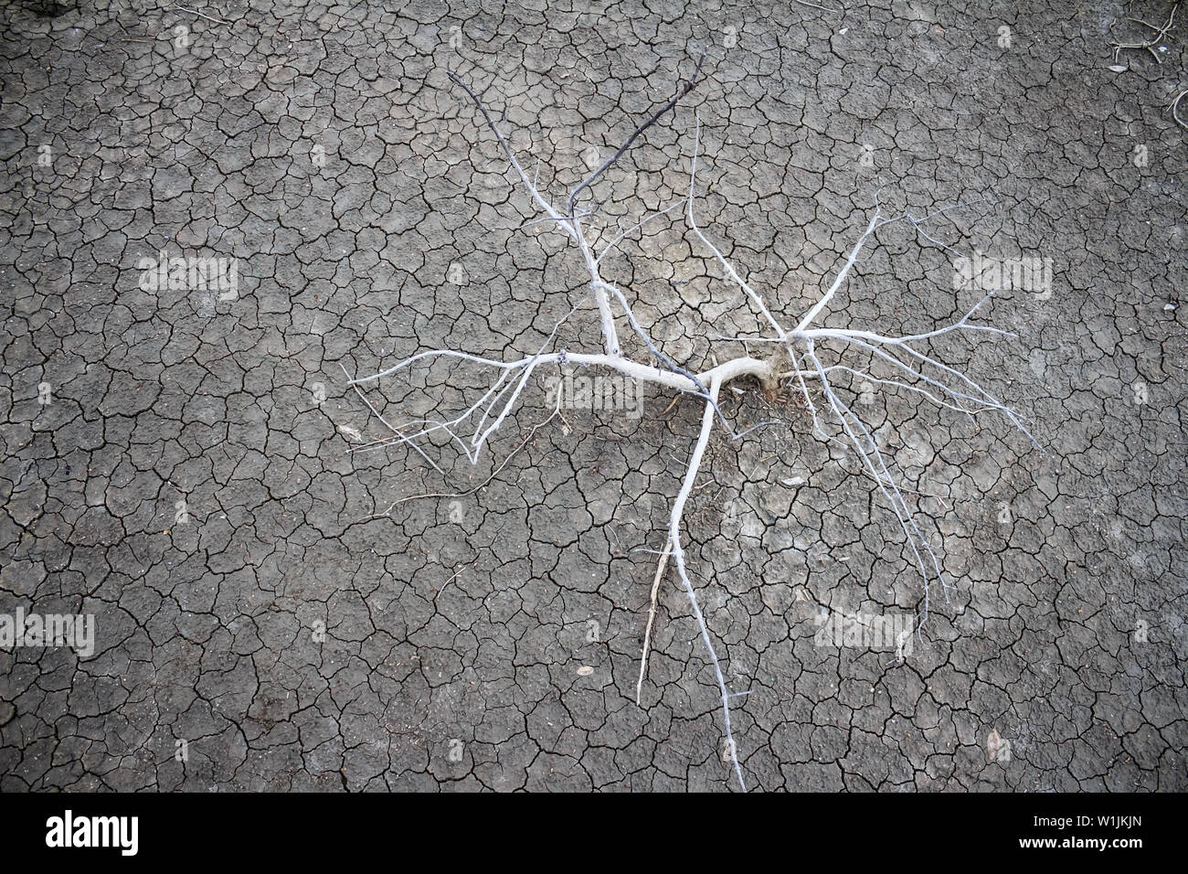 Dead tree on barren land hi-res stock photography and images - Alamy