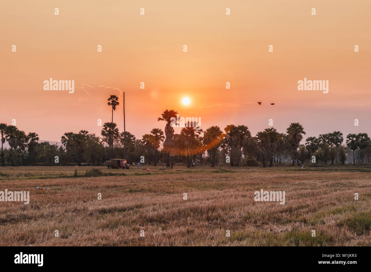 Sunset on sugar palm tree with drought rice fields Stock Photo - Alamy