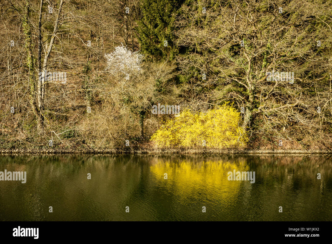 Early spring flowering hi-res stock photography and images - Alamy