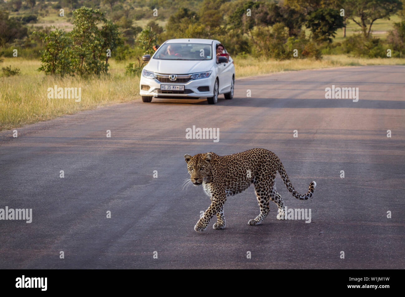 Leopard kruger car hi-res stock photography and images - Alamy