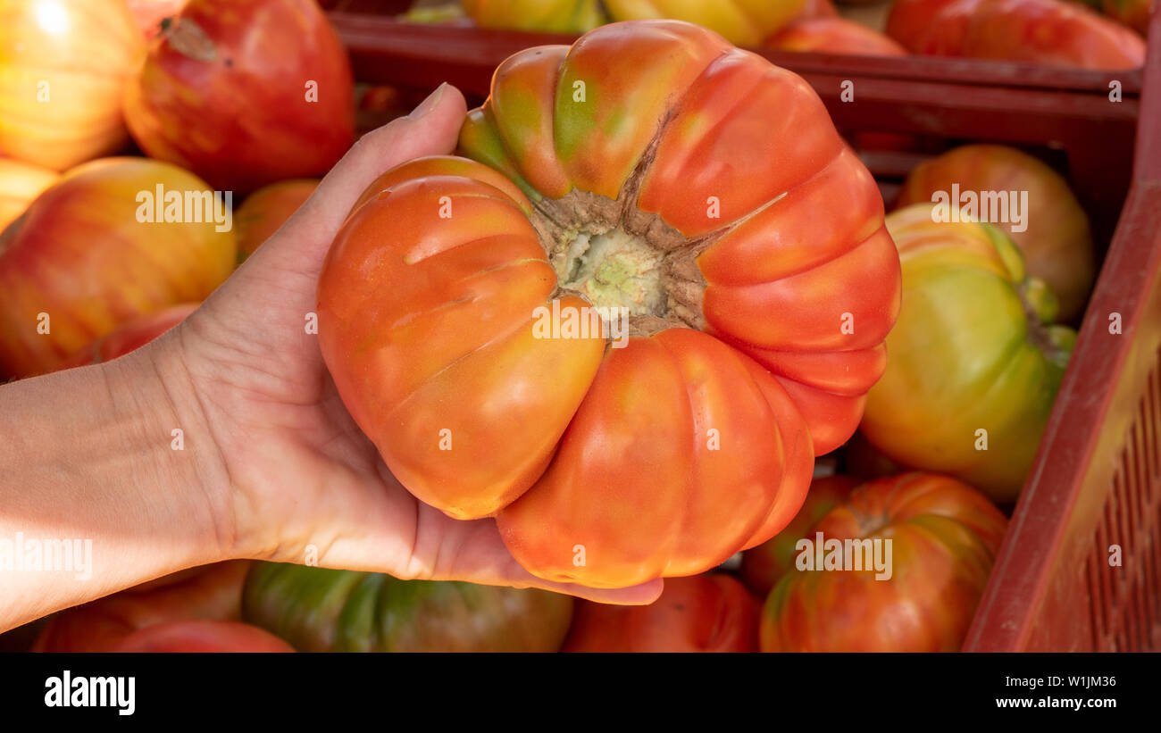 Beef heart tomato hi-res stock photography and images - Alamy