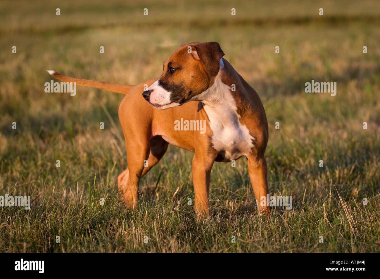 Pitbull puppy standing hi-res stock photography and images - Alamy