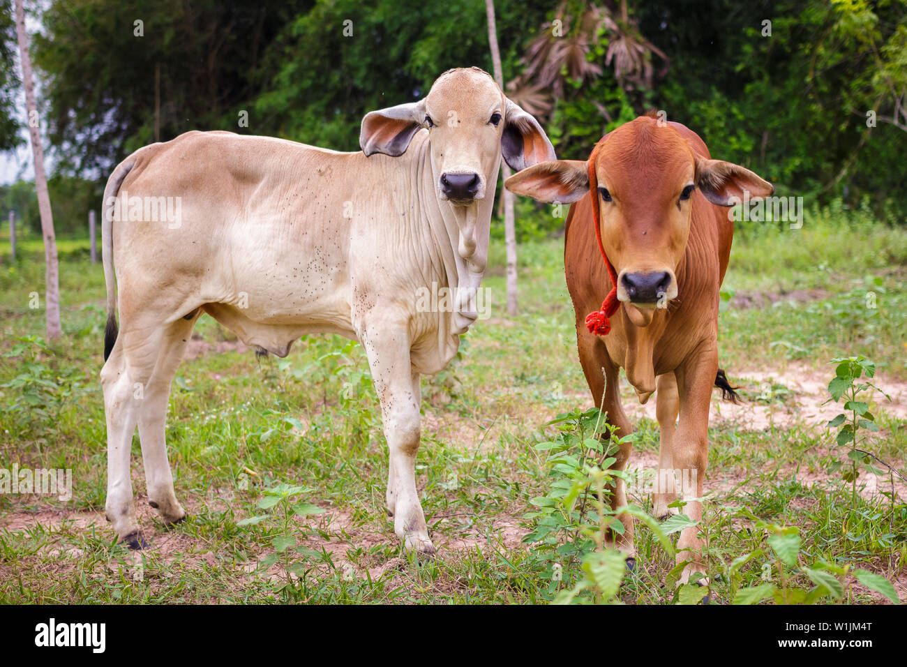 Red calf in a meadow Stock Photo - Alamy