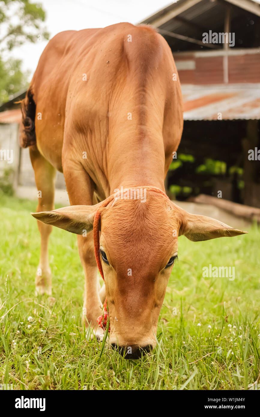 Red calf in a meadow Stock Photo - Alamy