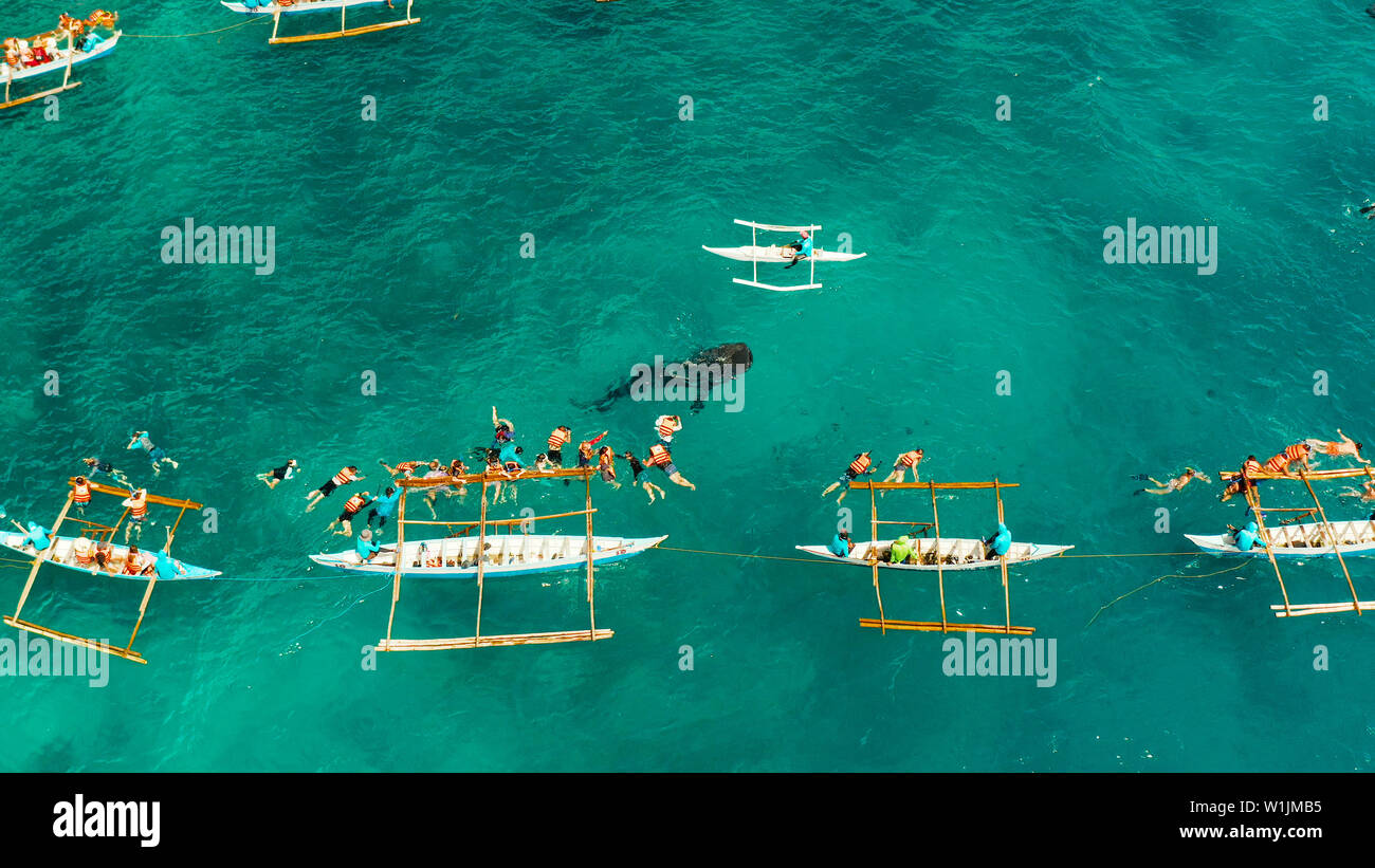Tourists are watching whale sharks in the town of Oslob, Philippines ...