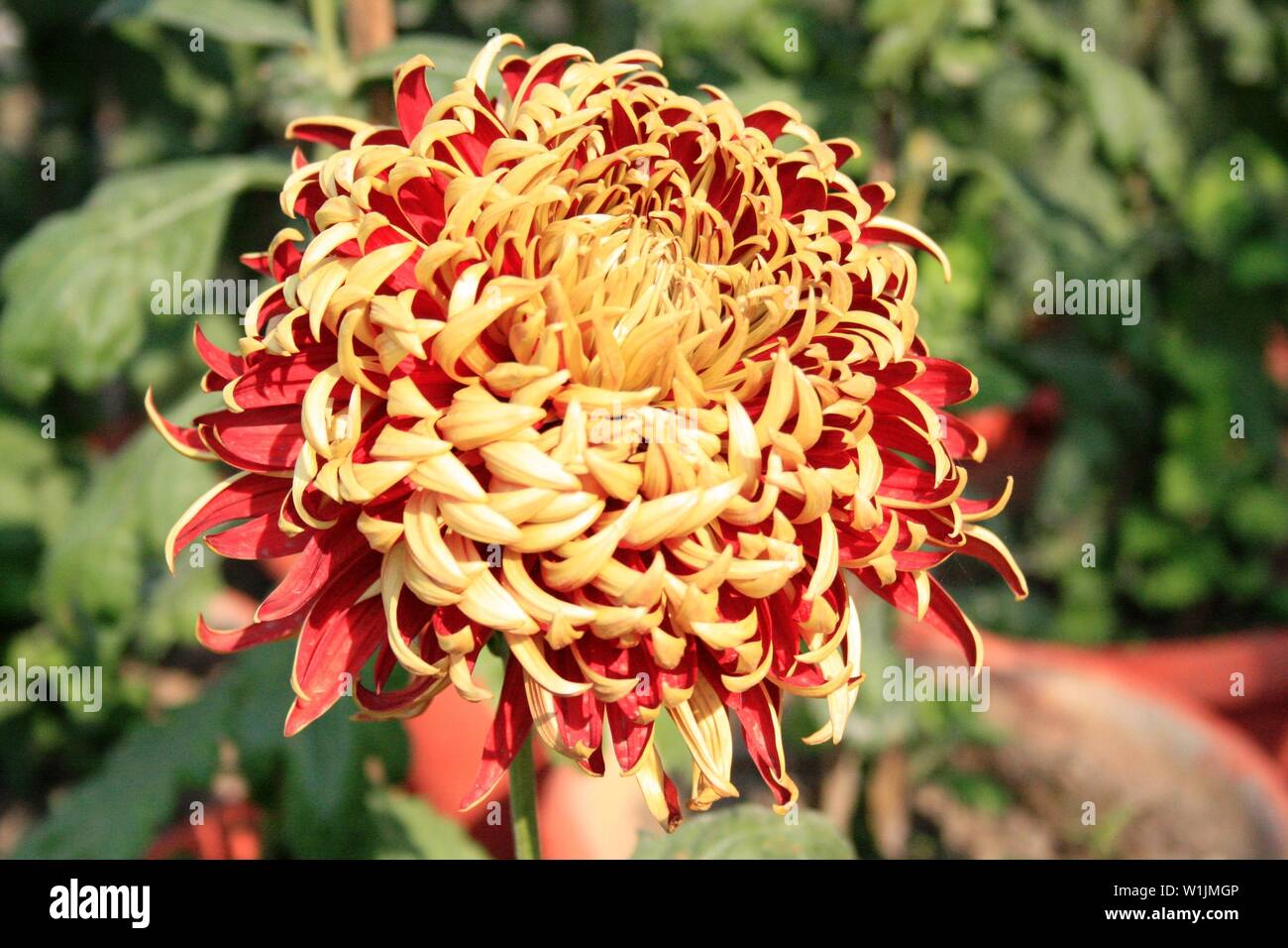 India yellow chrysanthemum flowers hi-res stock photography and images ...