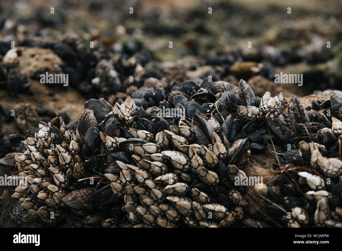 macro shot of little mussels on tide pools in california on a cloudy ...