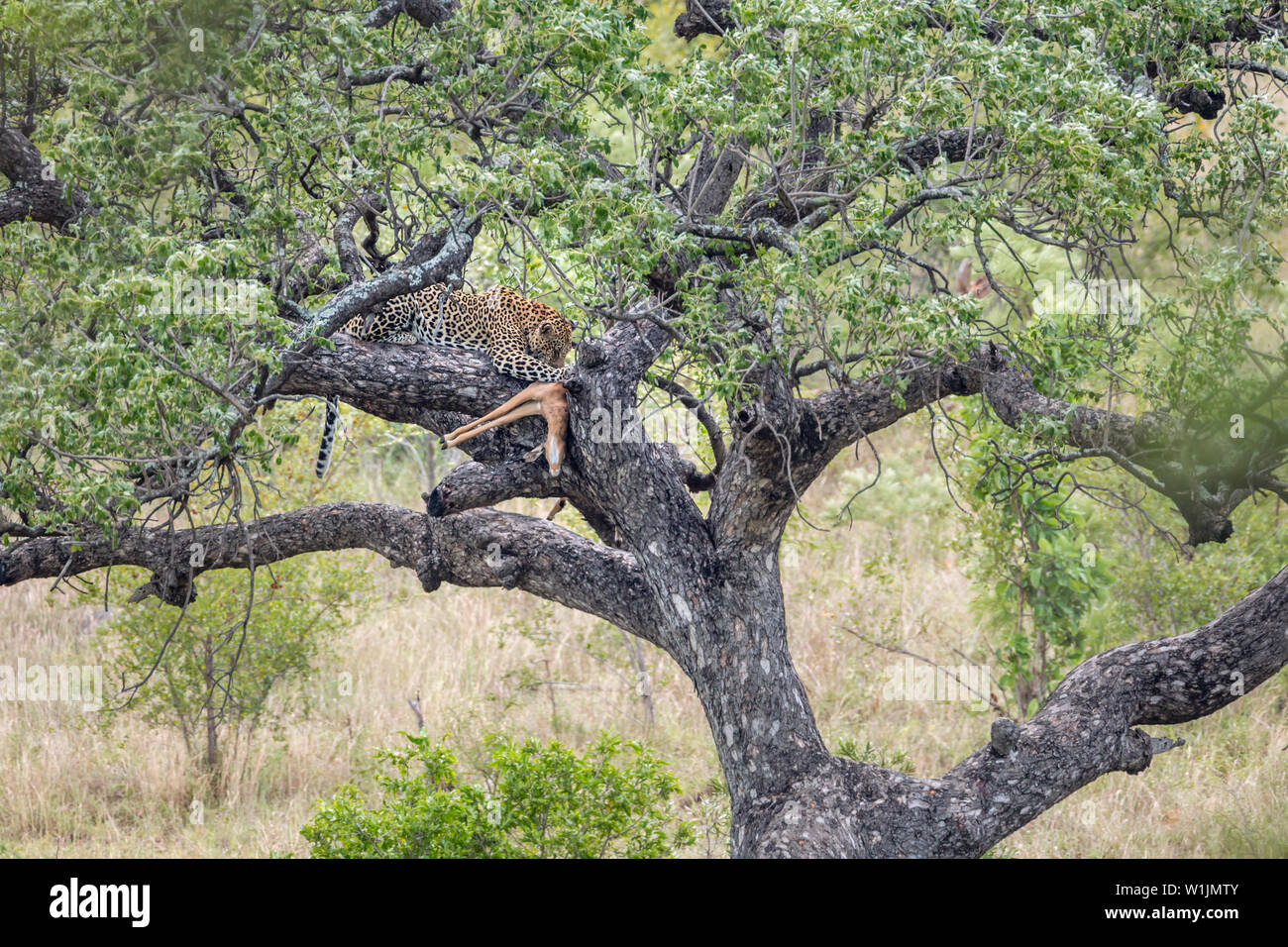 Leopard eating a prey in a tree in Kruger National park, South Africa ...